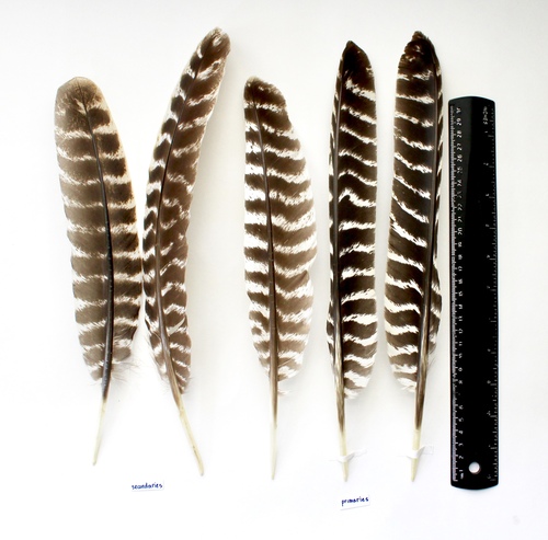 Wild Turkey (Comparing Black and Turkey Vulture Feathers (and common ...