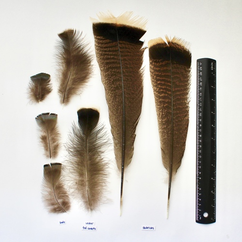 Wild Turkey (Comparing Black and Turkey Vulture Feathers (and common ...
