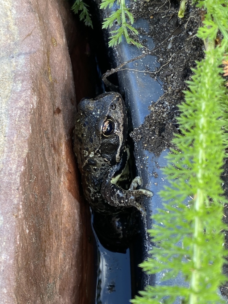 European Common Frog from Mergelsigvej, Herning, Region Midtjylland, DK ...