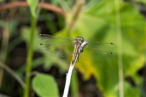 Photo 301891487, (c) Steve Kruse, all rights reserved, uploaded by ...