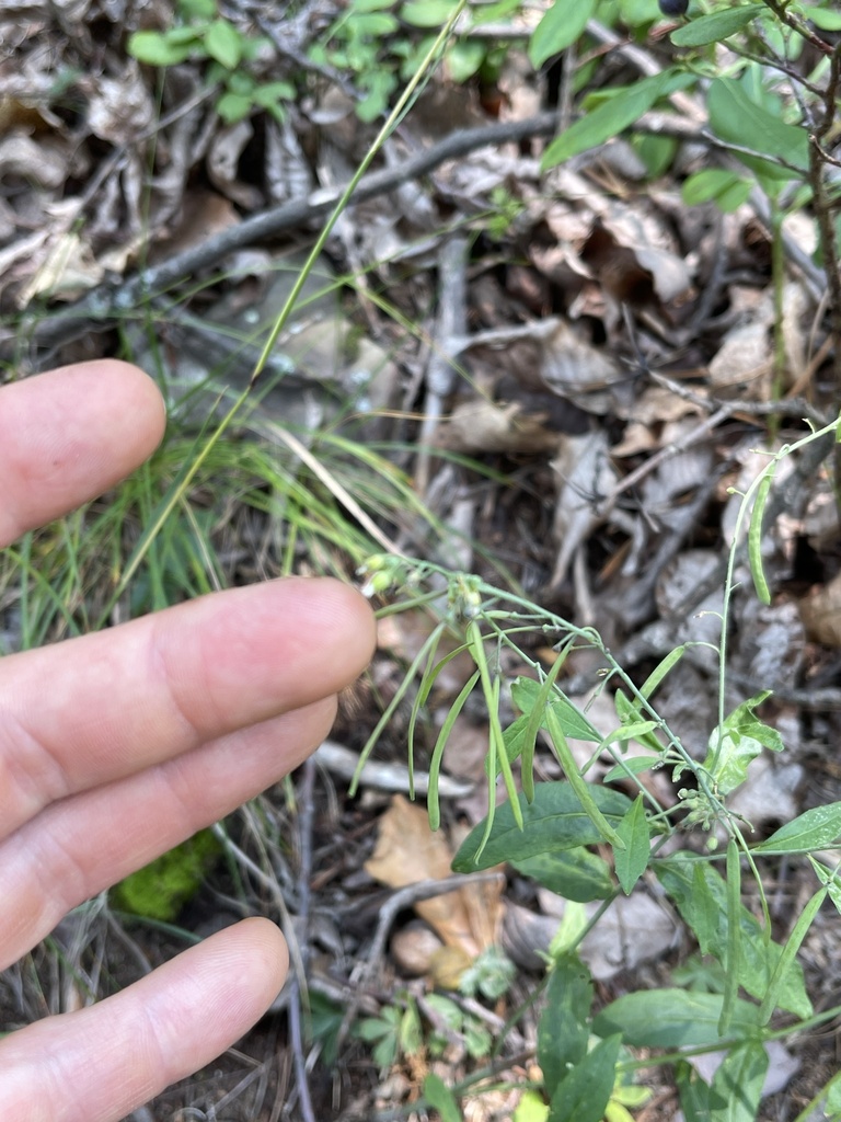 sicklepod from West Virginia, US on July 18, 2023 at 01:13 PM by John ...