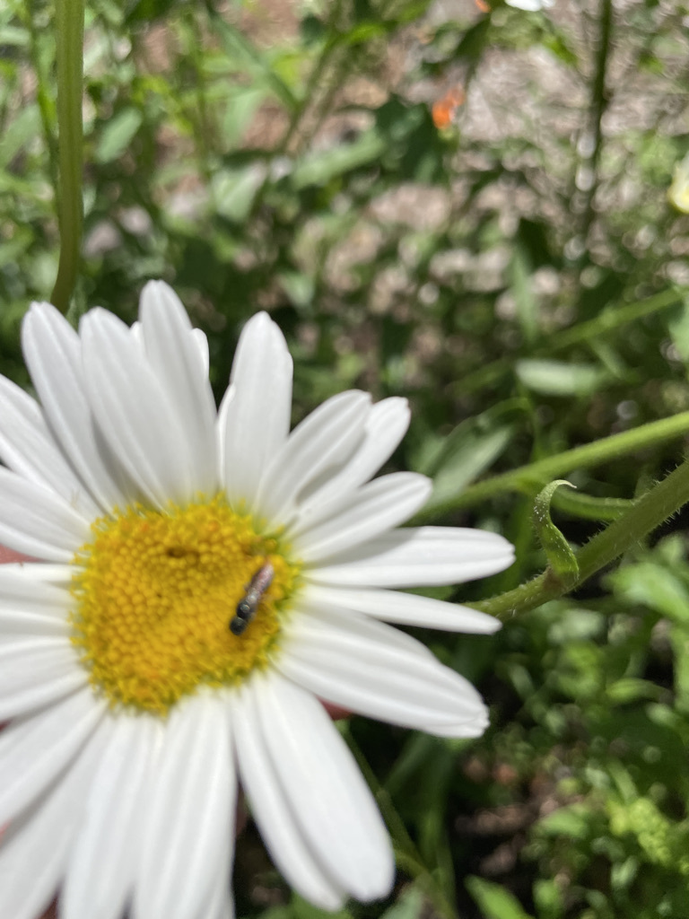 Zadontomerus from Creve Coeur, MO, USA on July 14, 2023 at 12:25 PM by ...