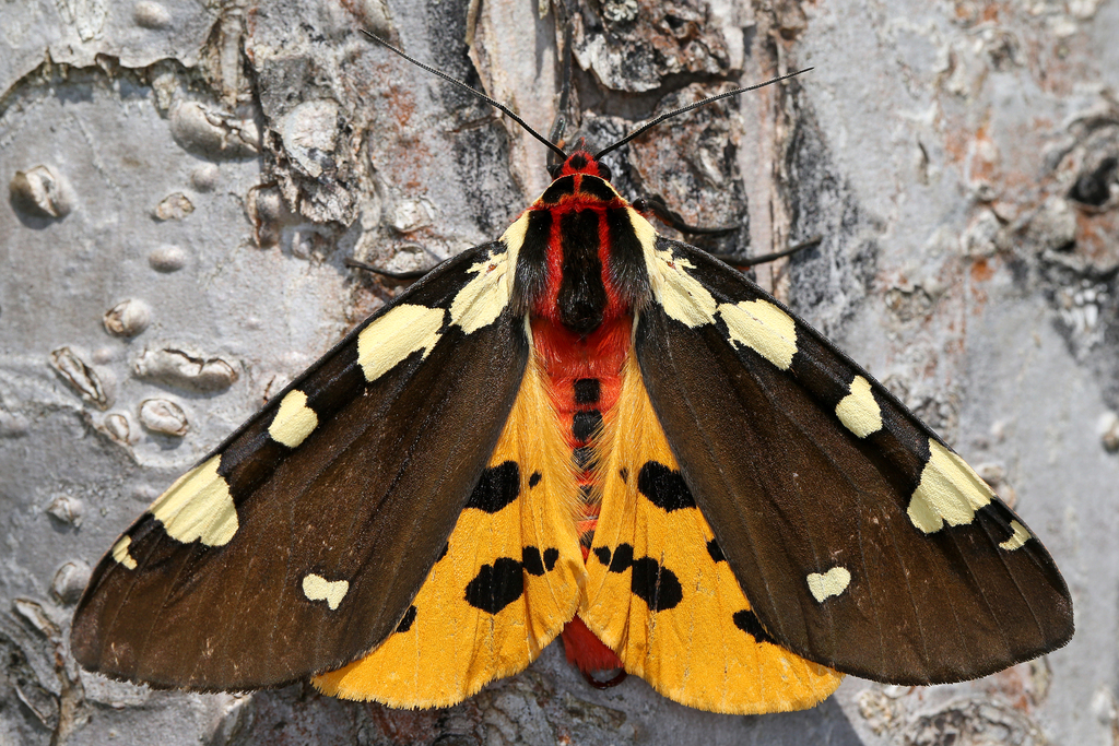 Arctia matronula from Austria, Salzburg, Weißenbach am Lofer, PF1 on ...