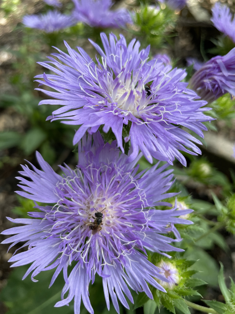 Ligated Furrow Bee in July 2023 by Lisa Merwin. Sbee, 20, · iNaturalist