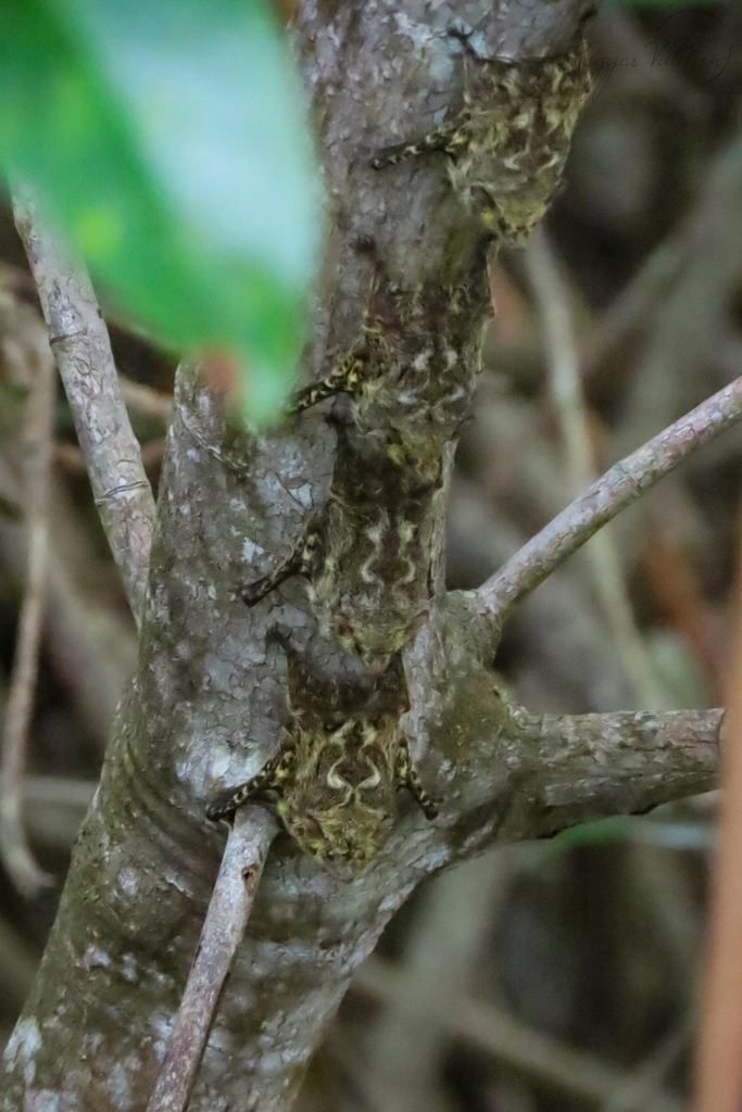 Proboscis Bat from Taura, Ecuador on July 19, 2023 at 08:00 AM by ...