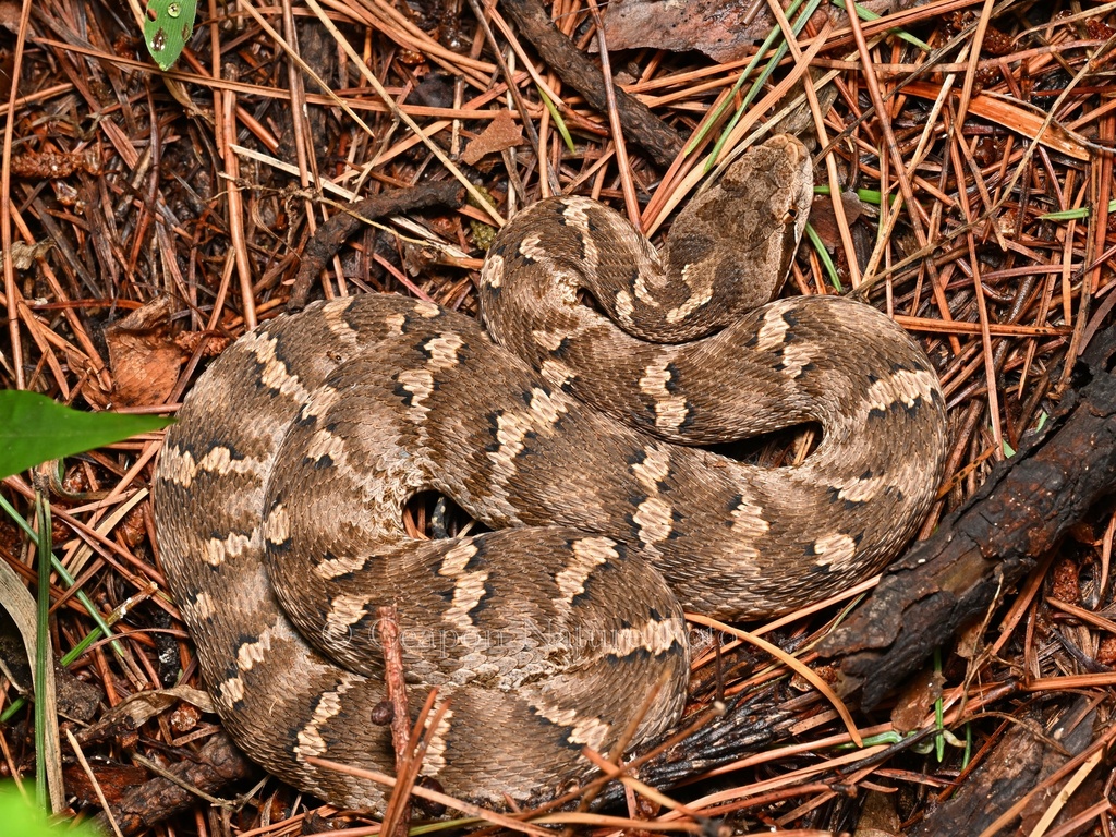 Gloydius changdaoensis from 烟台昆嵛山国家森林公园, 烟台市, 山东省, CN on July 14, 2023 ...