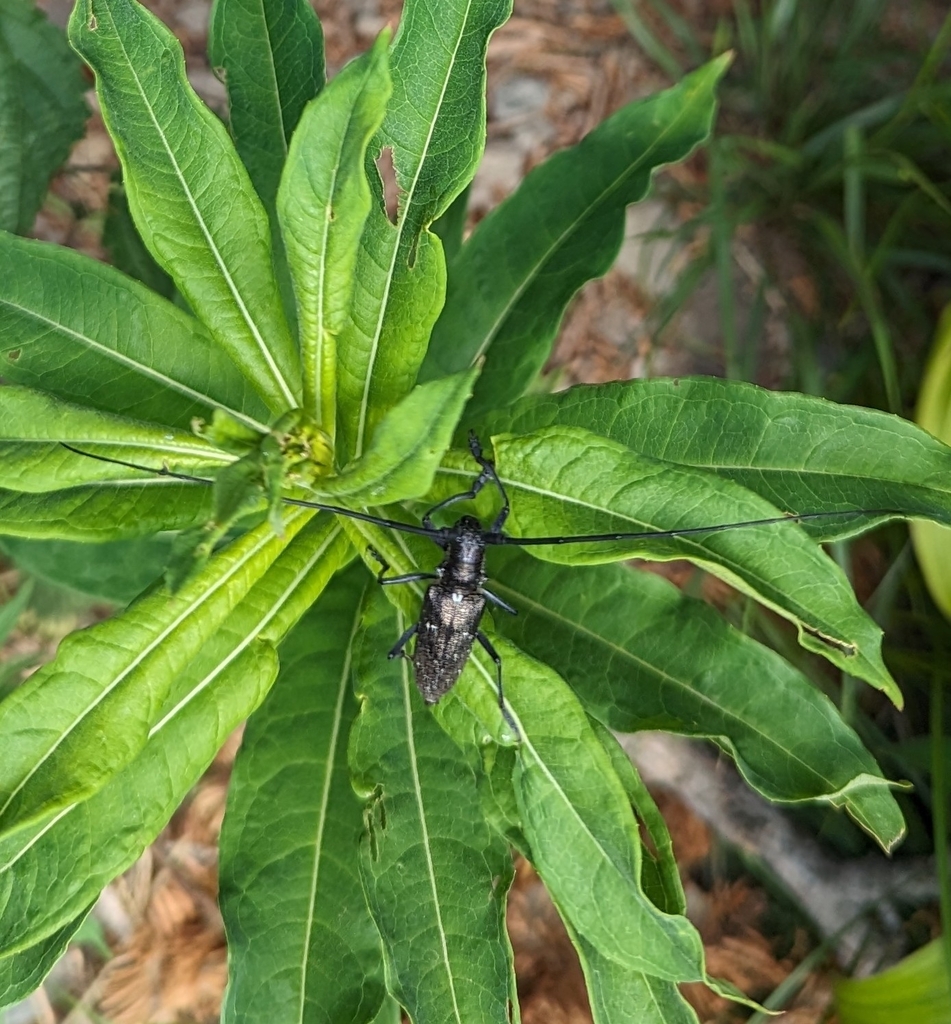 Sawyer Beetles from West Glacier, MT 59936, USA on July 6, 2023 at 05: ...