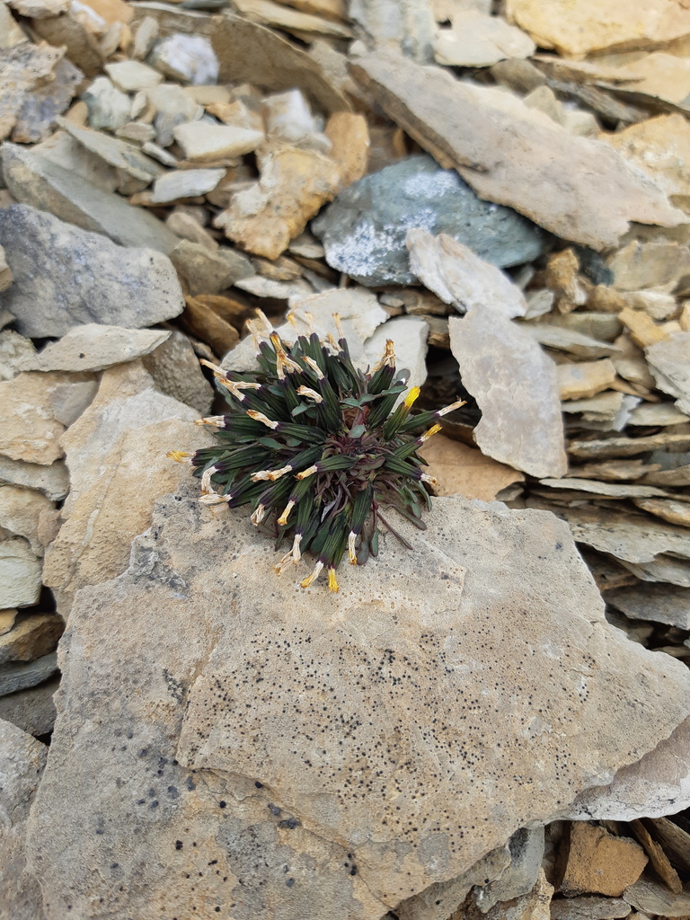 Dwarf Alpine Hawk's-beard from Chukotka Autonomous Okrug, Russia on ...