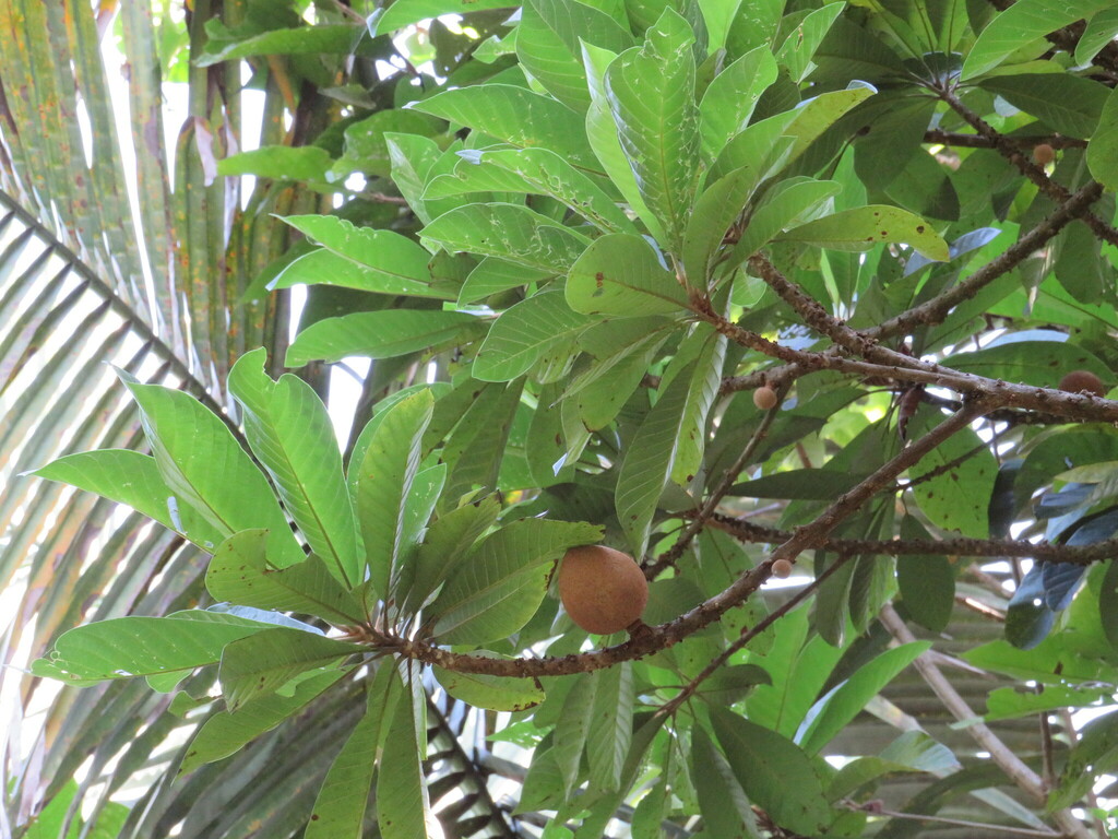 Mamey sapote from Provincia de Puntarenas, Quepos, Costa Rica on ...
