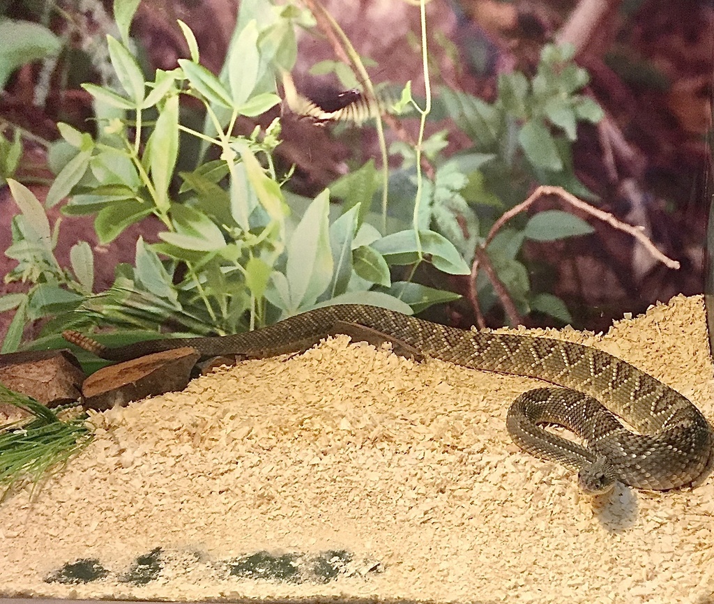 Neotropical Rattlesnake from Ruta Nacional 12, Puerto Iguazú, Misiones ...