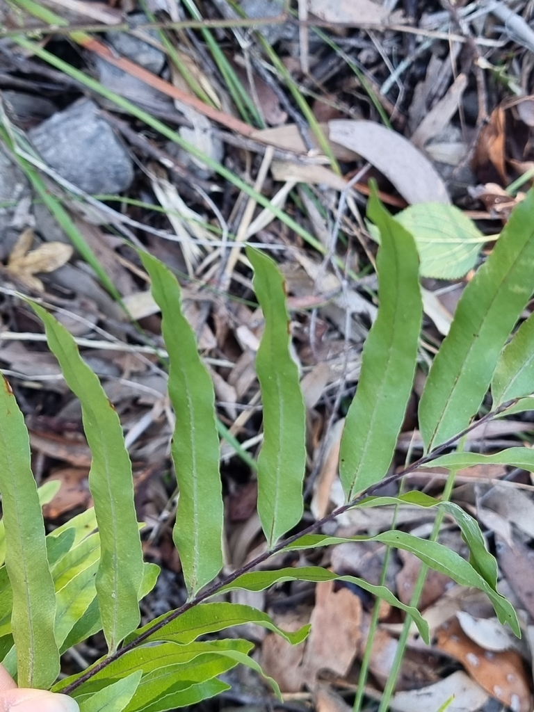 ferns from Yarrabilba QLD 4207, Australia on July 20, 2023 at 09:16 AM ...