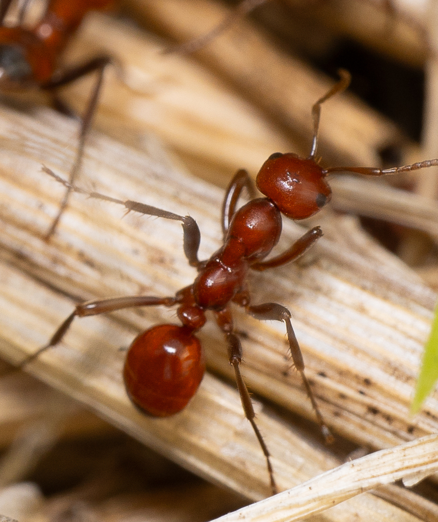 Shining Amazon Ant (Ants of Virginia) · iNaturalist
