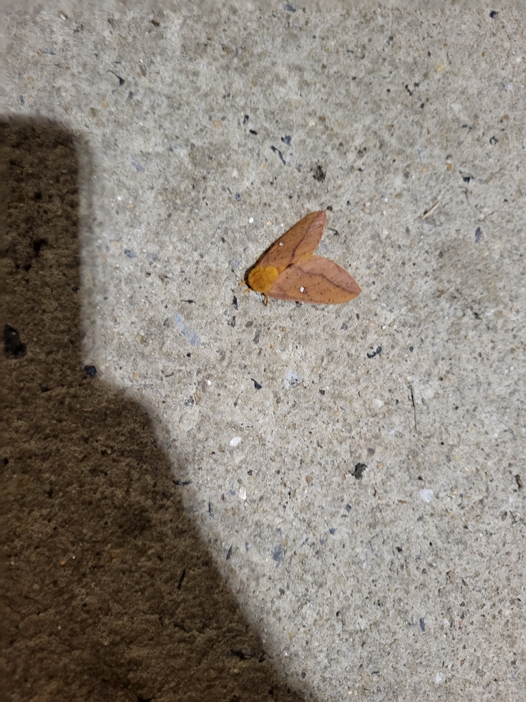 Orange-tipped Oakworm Moth from Maurice River, NJ, USA on July 19, 2023 ...