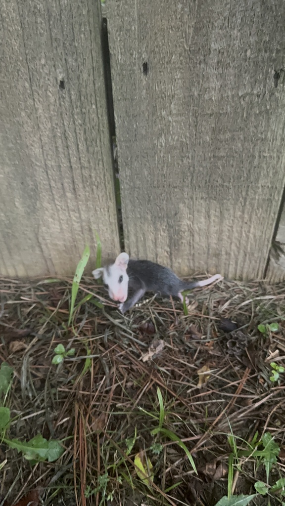 Virginia Opossum from CR-118, Florence, AL, US on July 18, 2023 at 06: ...