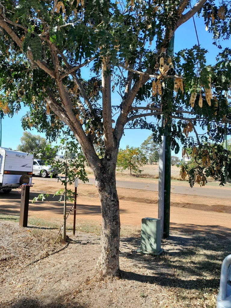 Something from Rolleston QLD 4702, Australia on July 20, 2023 at 10:56 ...