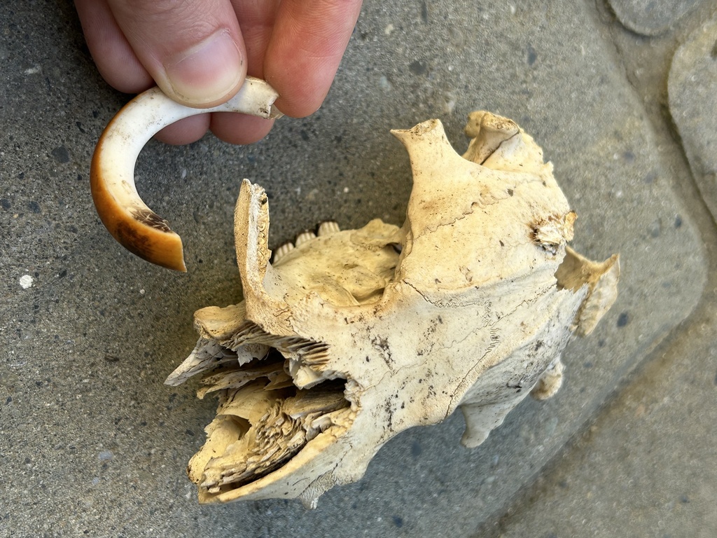 American Beaver from Arlington, WA, US on July 19, 2023 at 06:25 PM by ...