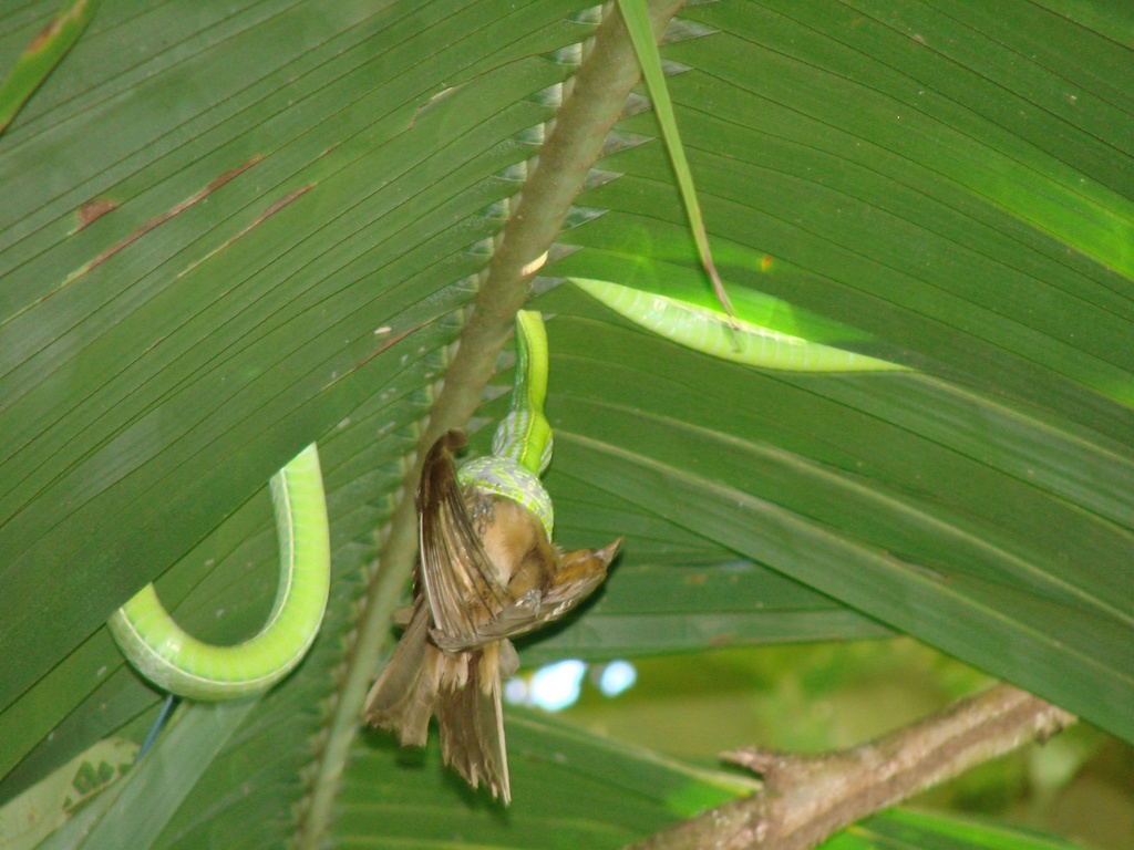 Green Vine Snake from Mawamba Lodge on March 29, 2007 at 04:18 PM by ...