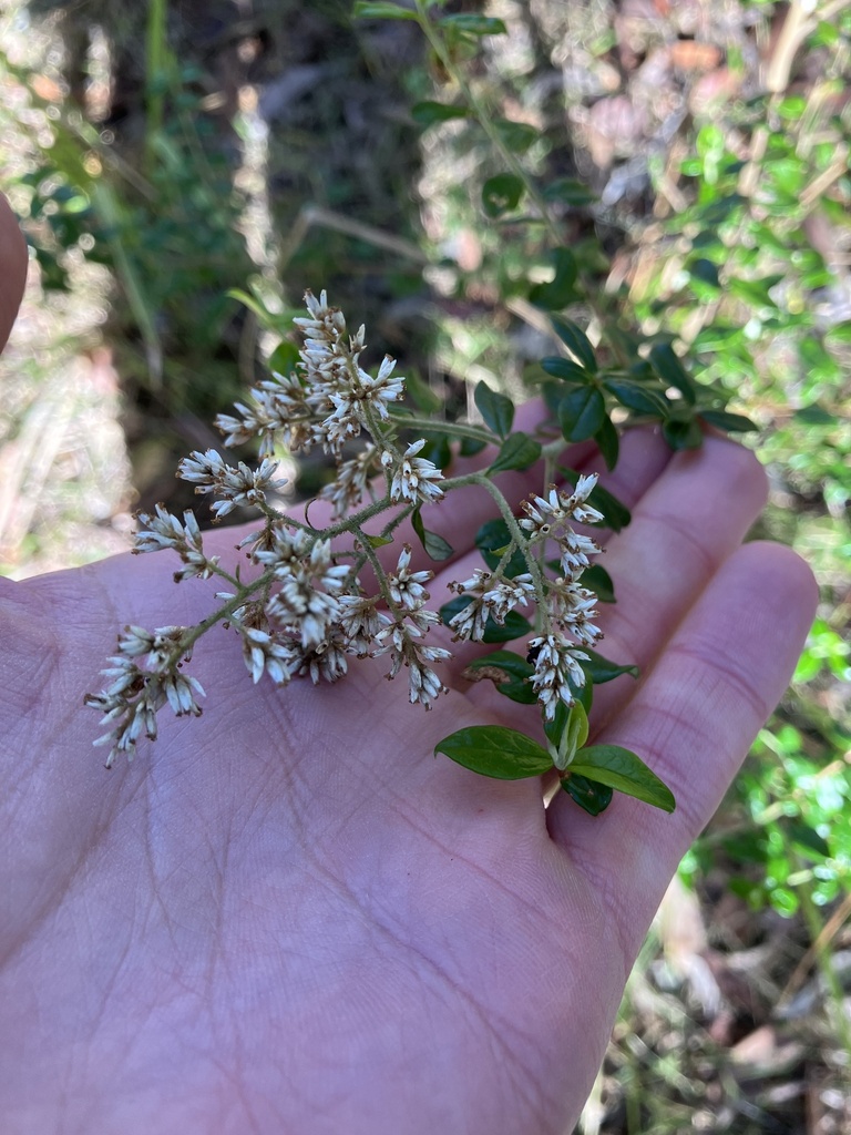 Cassinia subtropica from Dana St, Cashmere, QLD, AU on July 20, 2023 at ...