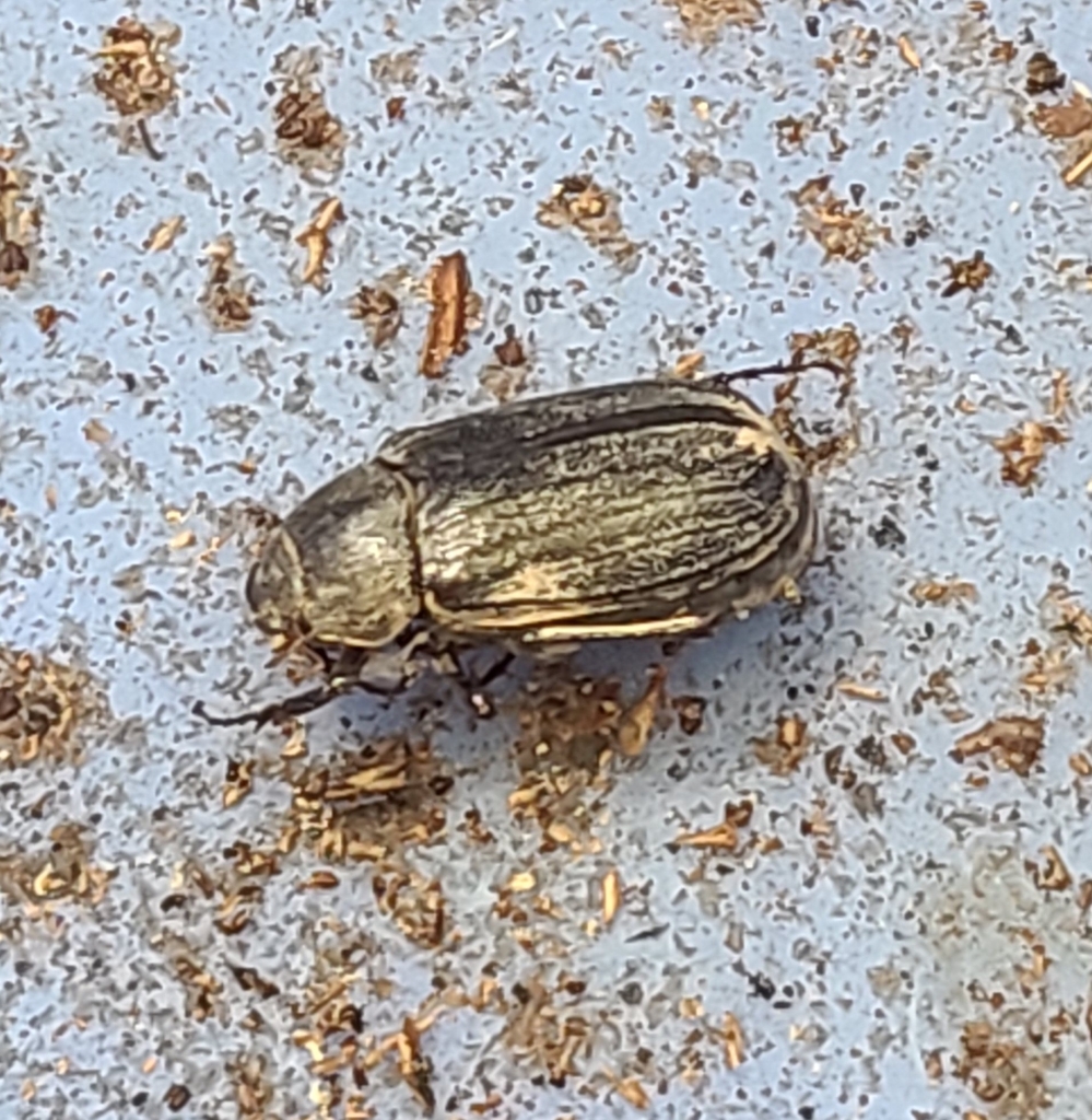 Sophrops from 香港虎地 on July 20, 2023 at 11:52 AM by Coco Cheung ...