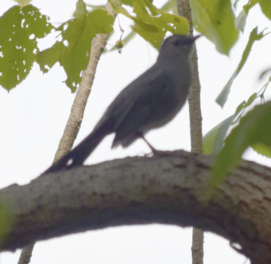 Gray Catbird from Lasalle County, IL, USA on July 15, 2023 at 02:41 PM ...
