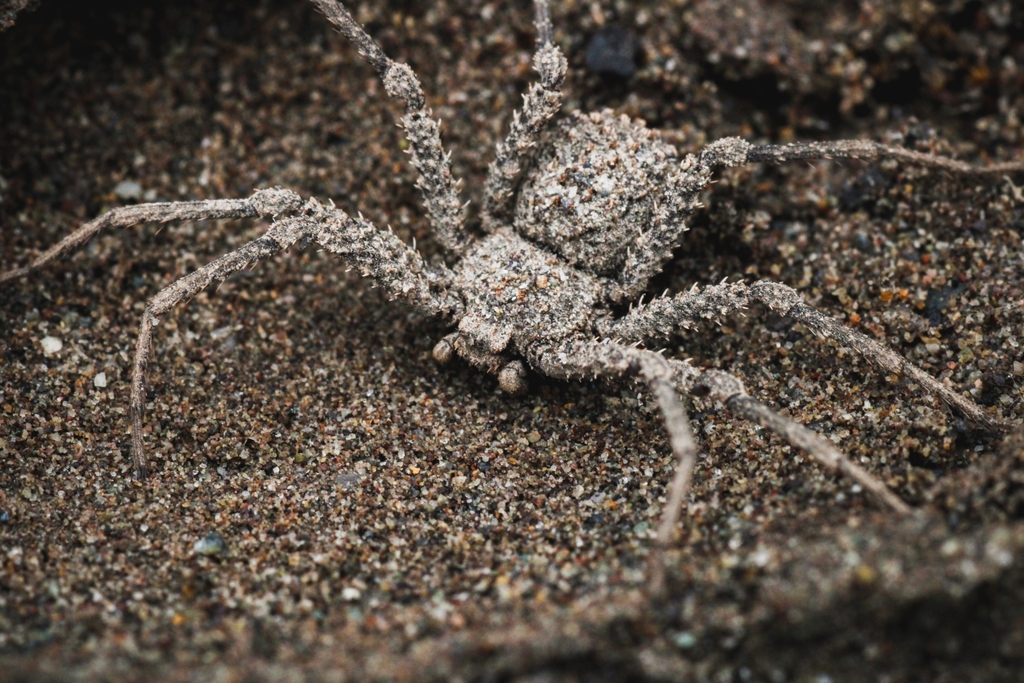 Sicarius fumosus from Buin, Región Metropolitana, Chile on July 19 ...