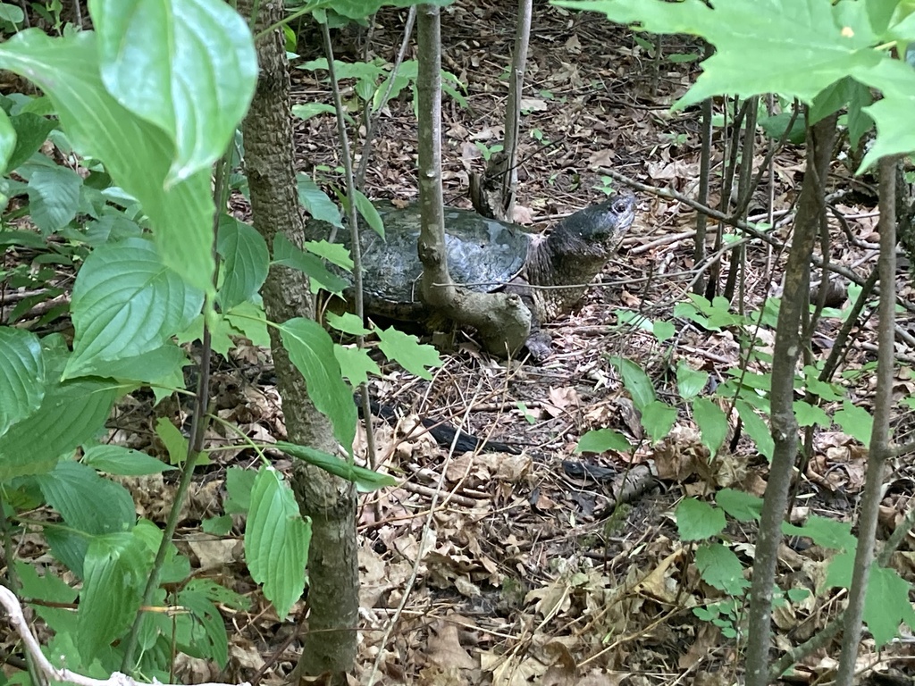 Common Snapping Turtle from Itasca State Park, Park Rapids, MN, US on ...