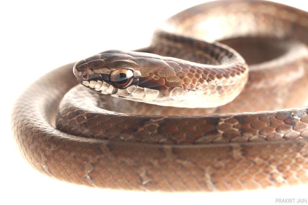 Boddaert's Tropical Racer from Esmeraldas Province, Ecuador on December ...