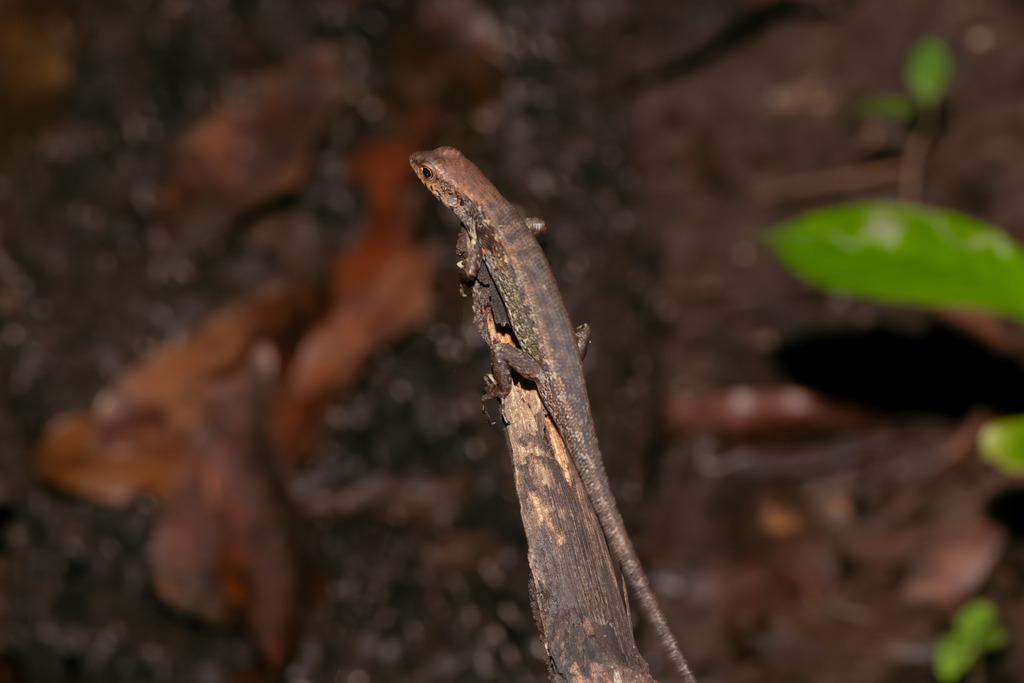 Sphenomorphus variegatus from Kasawari, Aertembaga, Bitung City, North ...
