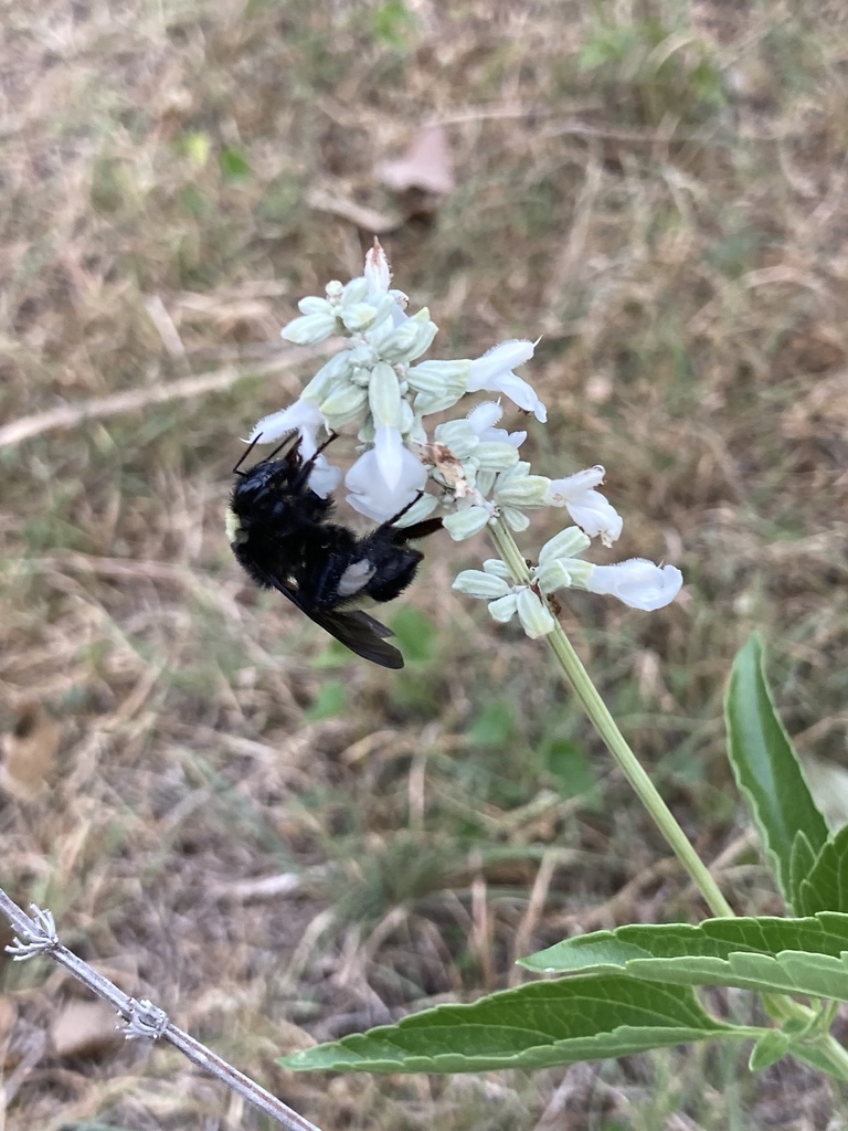 American Bumble Bee from Cloister Dr, Dallas, TX, US on July 20, 2023 ...