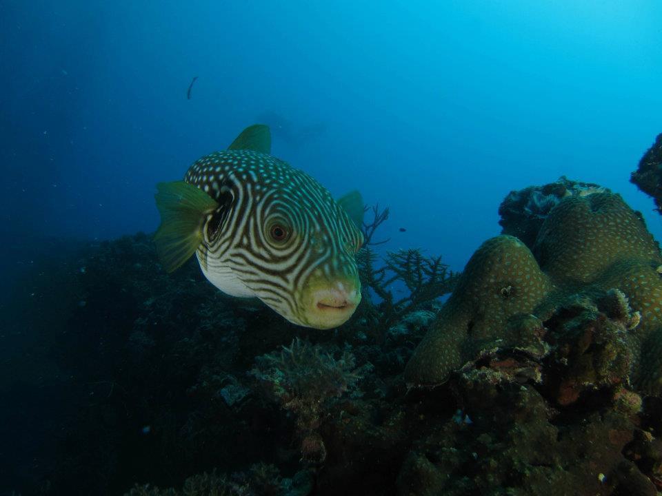 Reticulated Puffer (Arothron reticularis) - Marine Life Identification