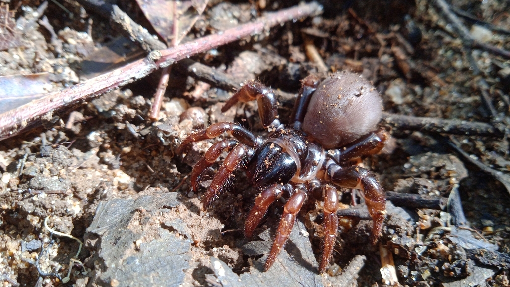 Actinopus rufipes from Cascatinha, Petrópolis - RJ, Brasil on July 19 ...