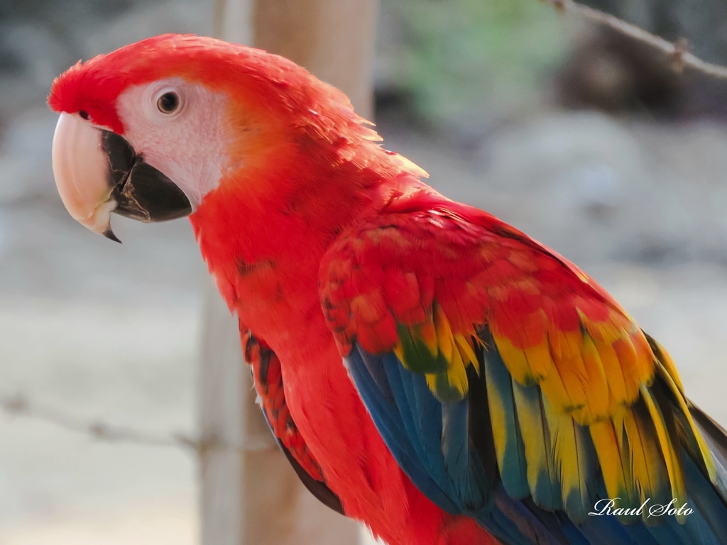 Guacamaya roja en abril de 2023 por Raul Soto · NaturaLista Colombia