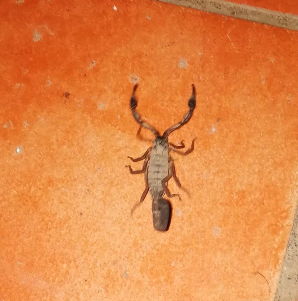 Edward's Bark Scorpion from Centro, Tuxpan, Nay., México on July 30 ...