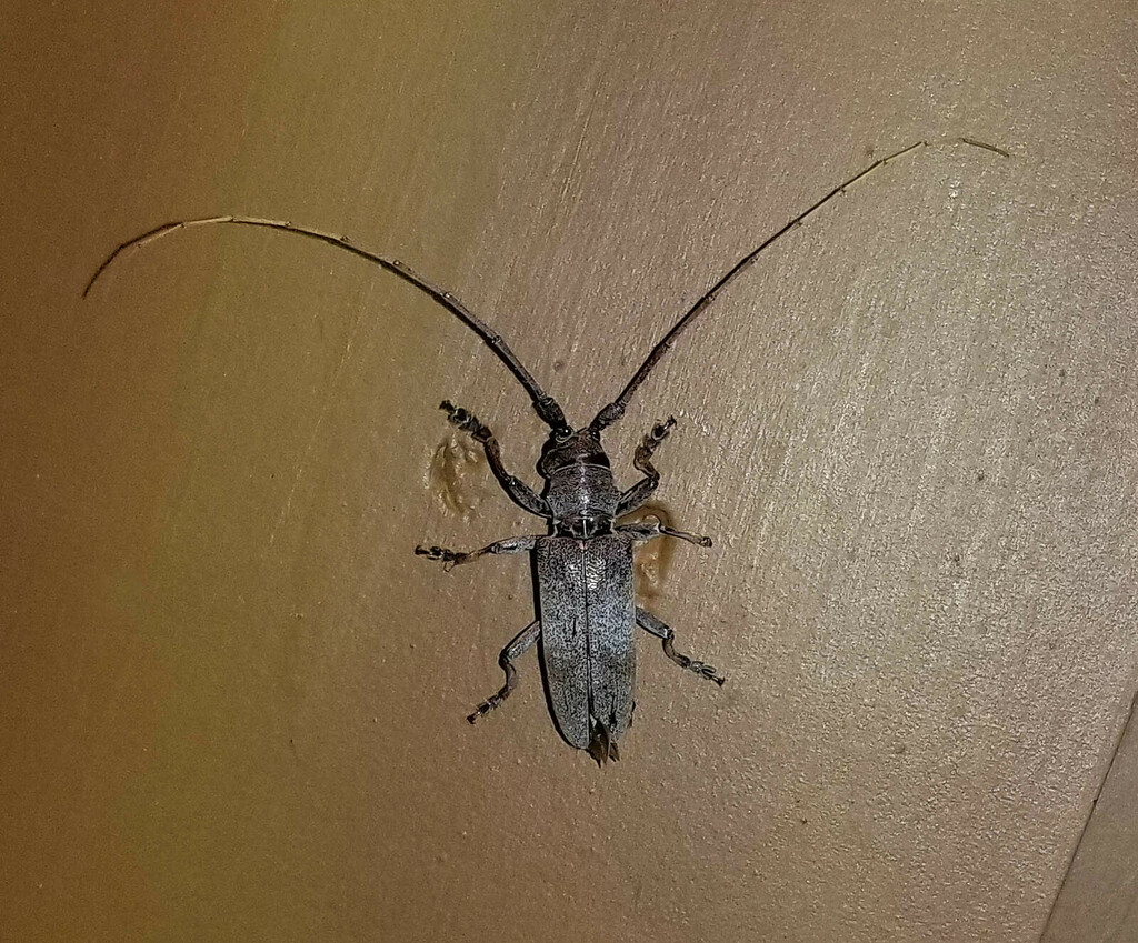 Living Beech Borer from Fentress County, TN, USA on July 19, 2023 at 10 ...