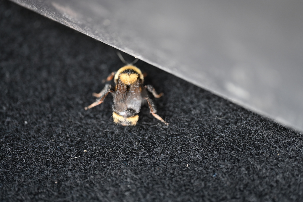 Indiscriminate Cuckoo Bumble Bee from Park County, MT, USA on July 3 ...