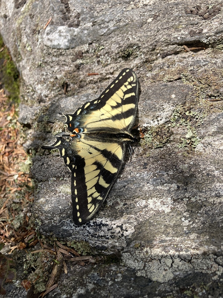 Canadian Tiger Swallowtail from Long Trail, Stowe, VT, US on July 20 ...