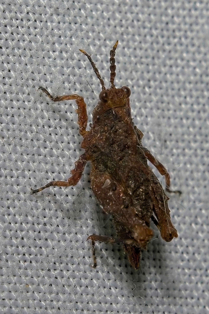 Metrodora from Quijos, Napo, Ecuador on July 1, 2023 at 04:05 AM by ...