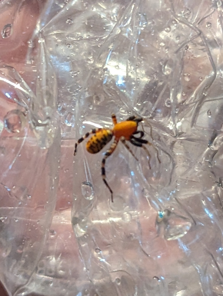 Orange Ant-mimic Sac Spider from Lancaster on July 20, 2023 at 07:25 PM ...
