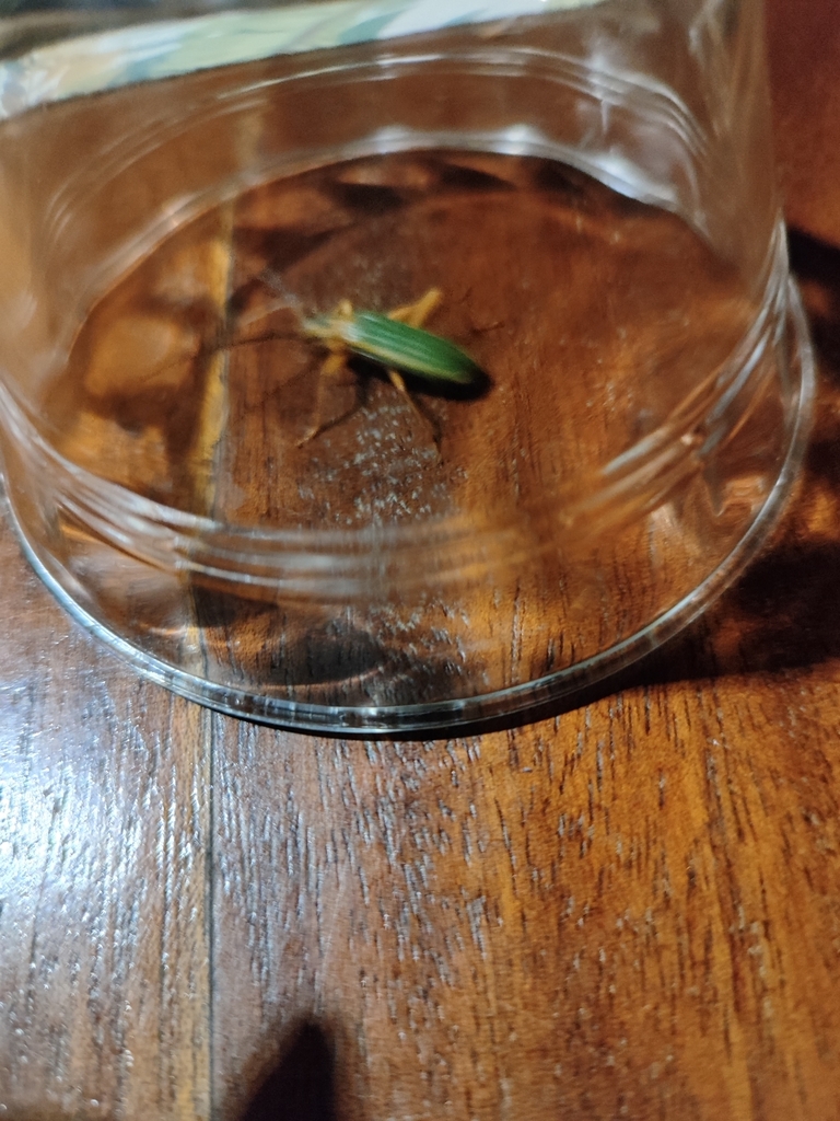Chlorida festiva from Guanaja, Honduras on July 20, 2023 at 07:37 PM by ...
