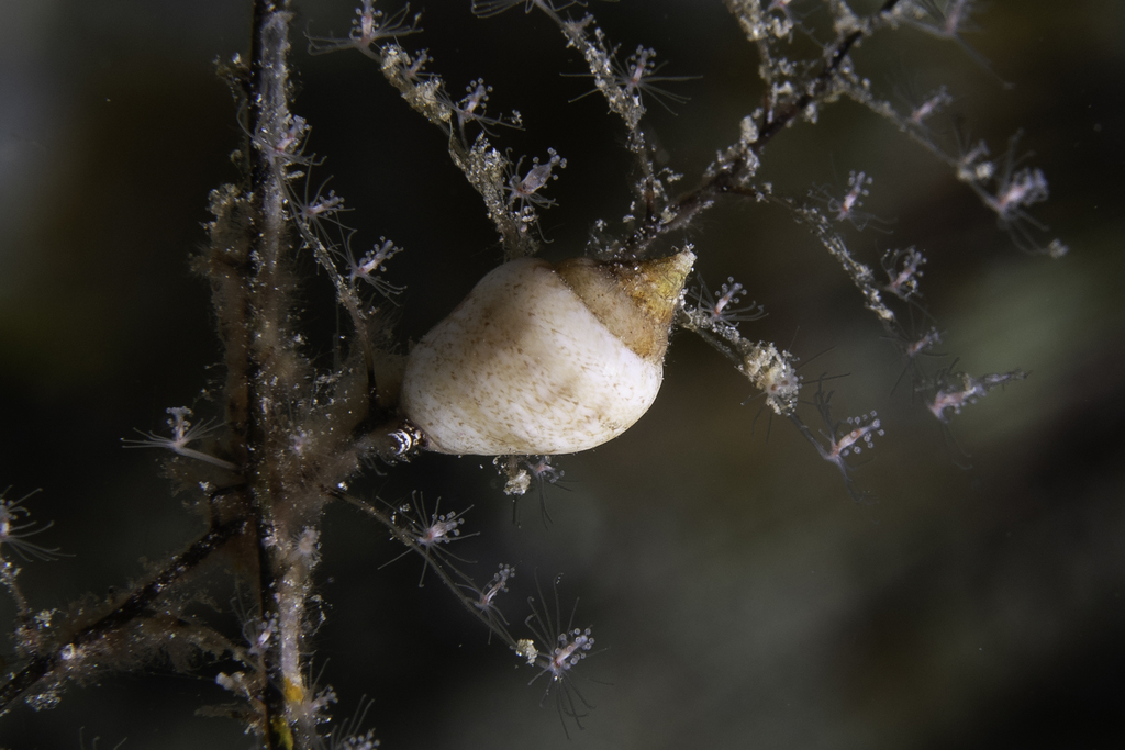 turtle dove shell from Cakaudrove, FJ-NO, FJ on July 13, 2023 at 06:37 ...
