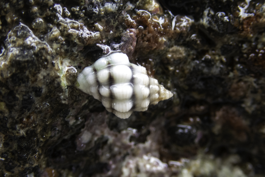 Morula nodicostata from Cakaudrove, Northern, Fiji on July 15, 2023 at 10:56 AM by Simon ...