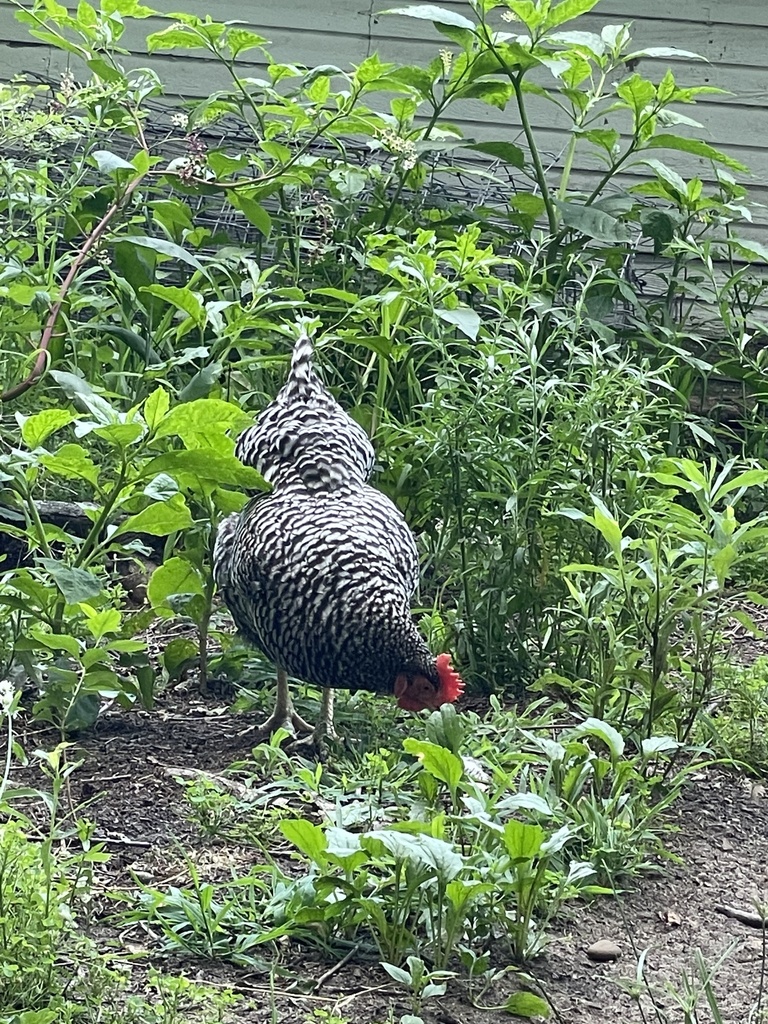 Domestic Chicken from Southgate Farm, Green, OH, US on July 19, 2023 at ...