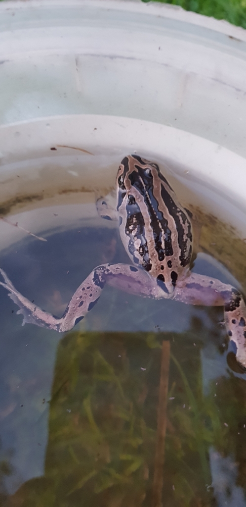 Striped Marsh Frog from Tooradin on May 7, 2023 at 06:59 AM by Annette ...