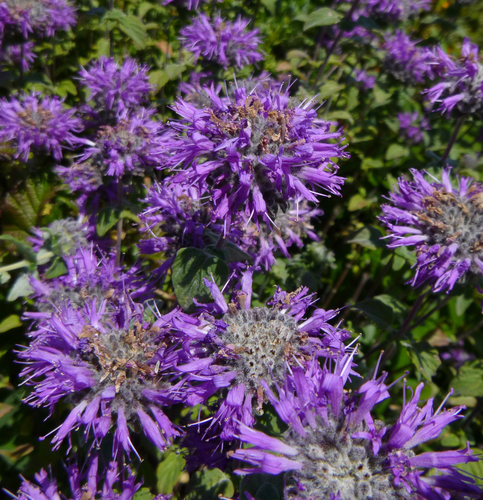 Subespecie Monardella villosa franciscana · NaturaLista Colombia