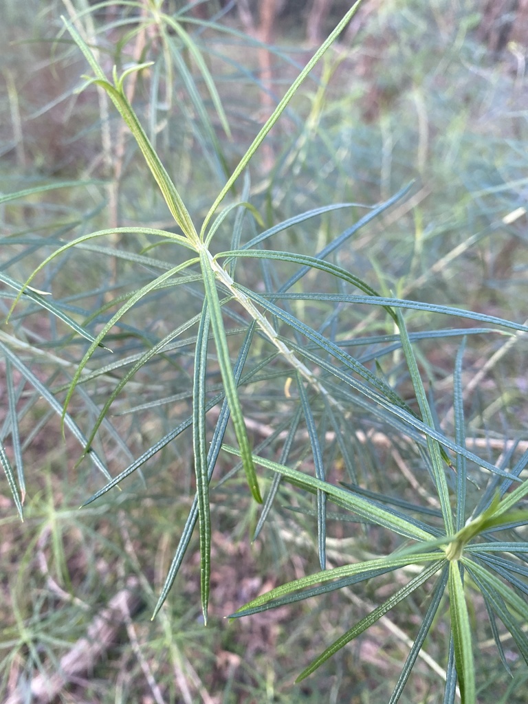 Cassinia from Warrandyte State Park, Warrandyte, VIC, AU on July 21 ...