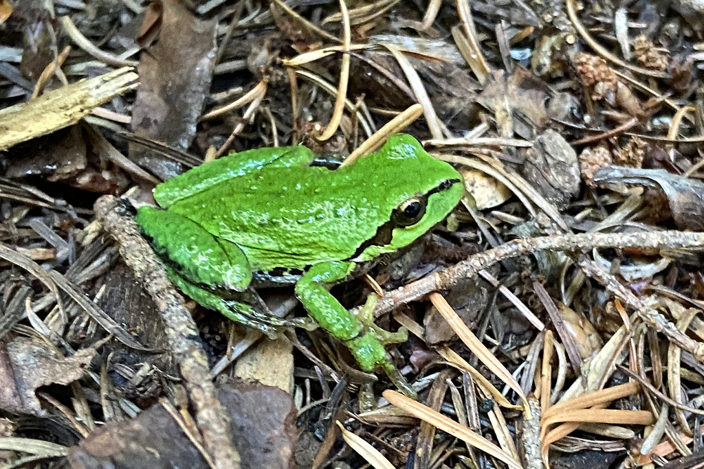 Northern Pacific Tree Frog from Island County, WA, USA on July 20, 2023 ...
