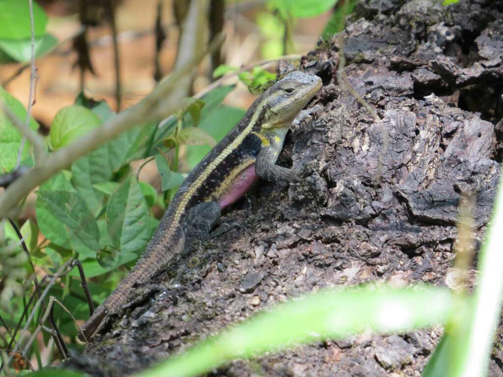 Rose-bellied Lizard from Pinal de Amoles, Qro., México on July 13, 2023 ...