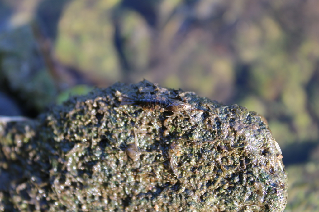 Mayflies from Oxbow Park, Byron, MN, US on July 19, 2023 at 06:36 PM by ...