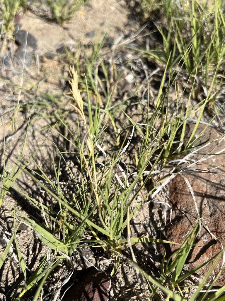 Saltgrass from Smokey Creek Ranch Rd, Milford, CA, US on July 20, 2023 ...