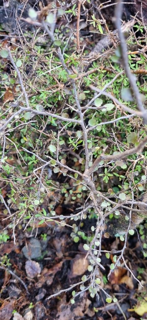 Raukaua anomalus from Aniseed Valley, New Zealand on July 20, 2023 at ...